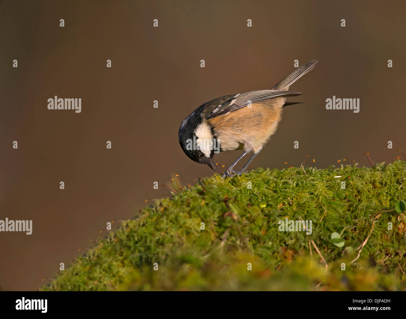 Coal Tit Periparus ater searching for food on the mossy woodland floor ...