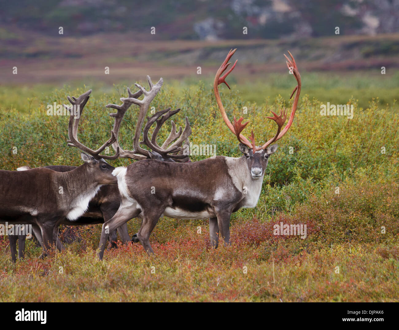 Caribou Near Serpentine Hot Springs, Bering Land Bridge National ...