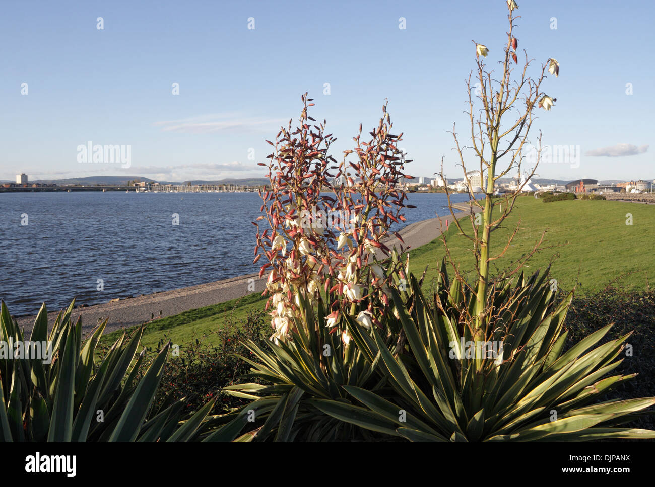 Spiky Yucca Landscaping of Cardiff Bay Barrage Stock Photo - Alamy