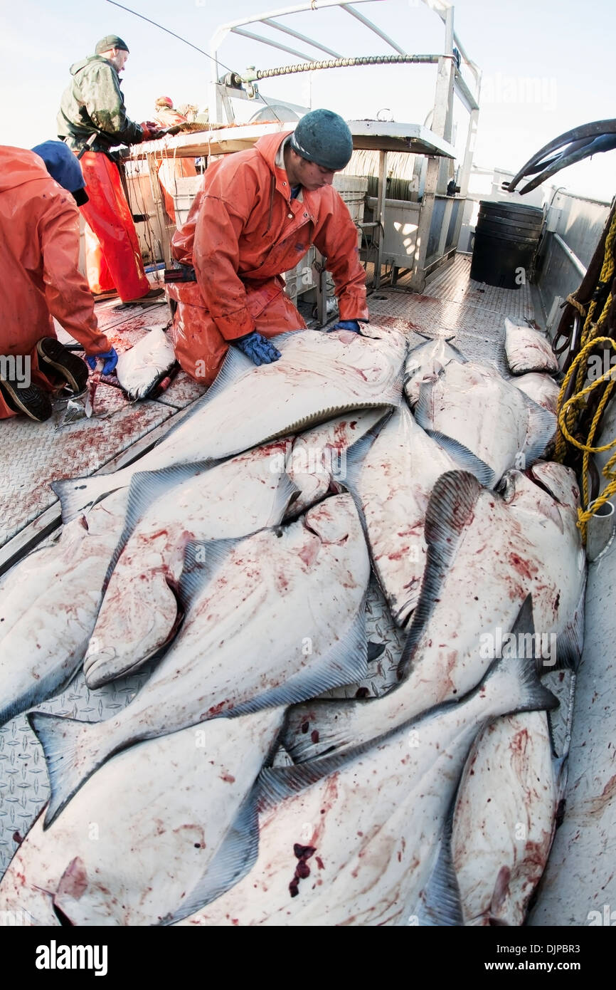 Placing Gutted Halibut In The Fishhold To Be Iced During Commercial ...