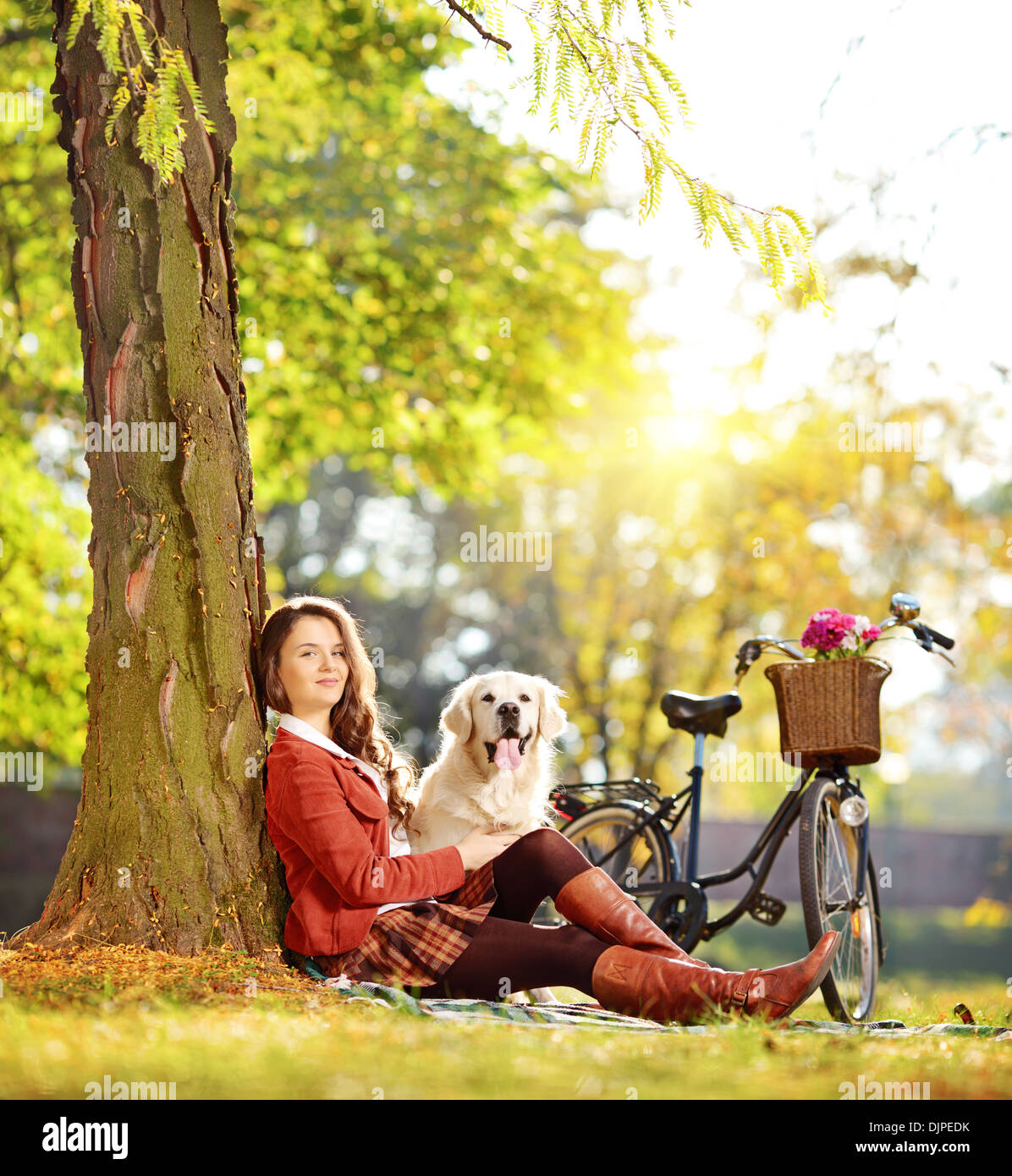 Labrador dog sitting down hi-res stock photography and images - Alamy