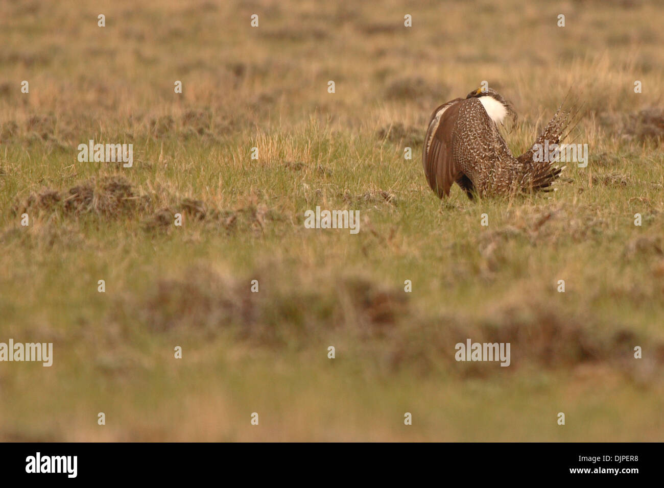 Greater sage grouse wyoming hi-res stock photography and images - Alamy