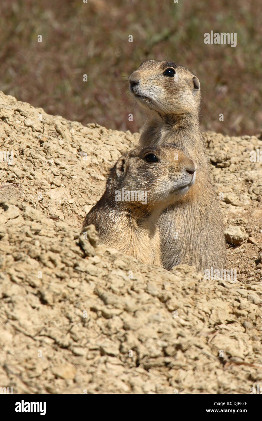 Colorado Prairie Dogs High Resolution Stock Photography and Images - Alamy