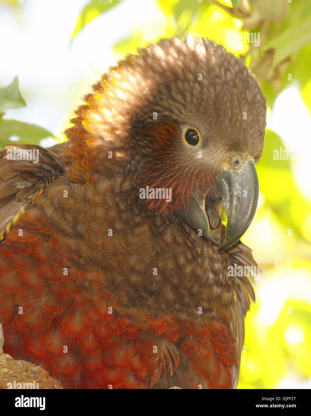 Kaka hi-res stock photography and images - Alamy