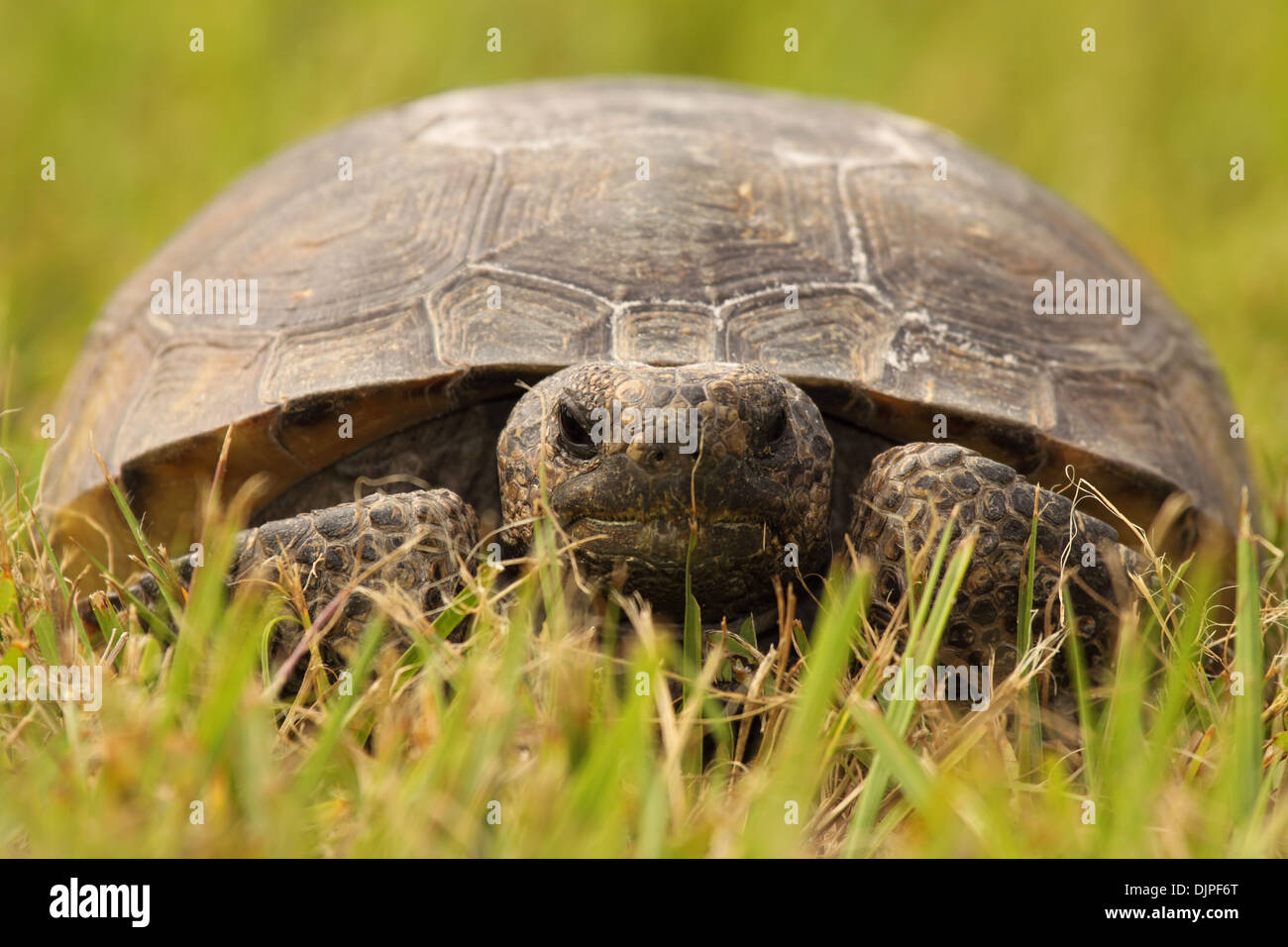 Gopher Tortoise head on Stock Photo - Alamy
