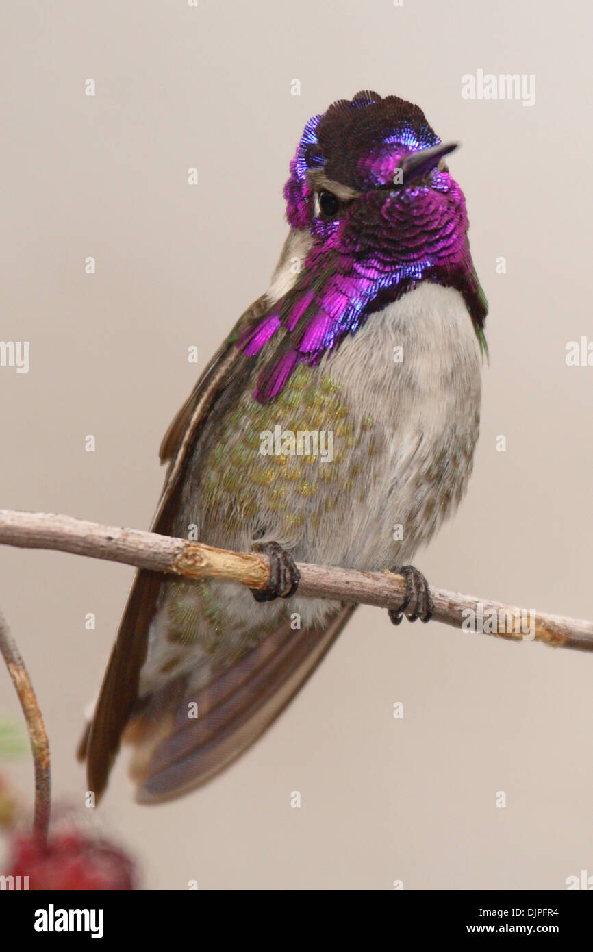 A male Costa's Hummingbird showing off iridescent breeding plumage ...