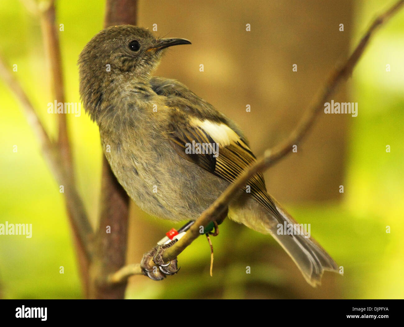 Hihi female lookkng back Stock Photo - Alamy