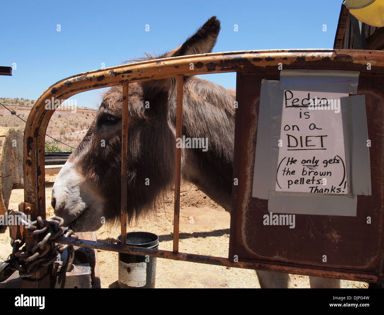 Pedro the dieting donkey at the Gold King Mine outdoor museum in Jerome ...