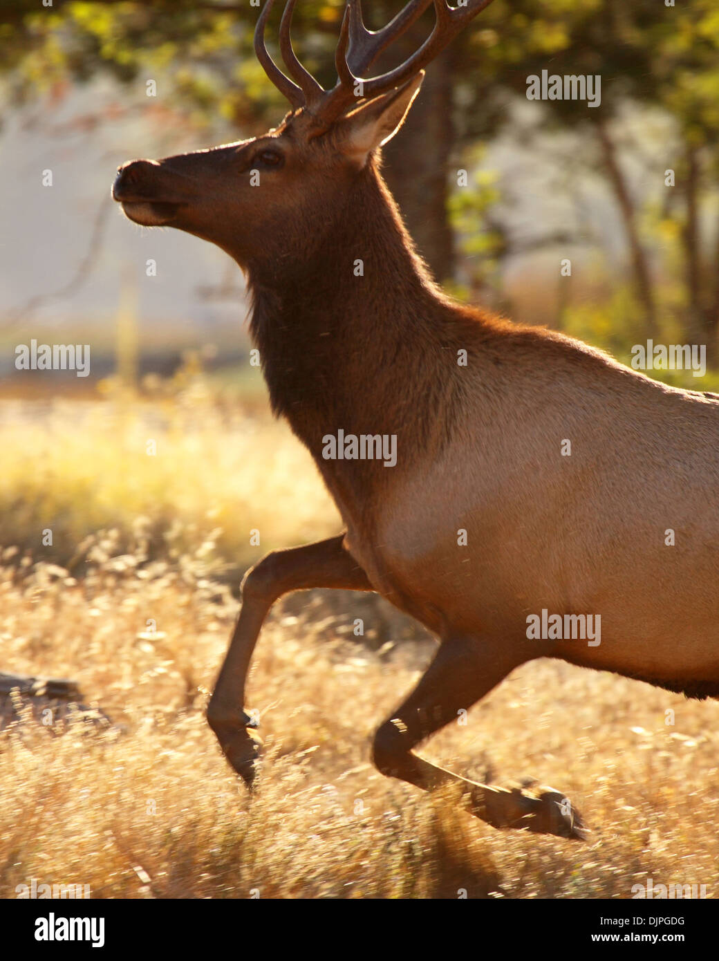 Bull elk running hi-res stock photography and images - Alamy