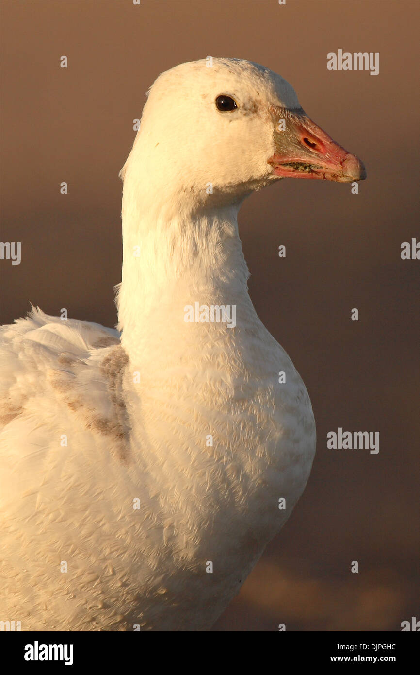 Waterfowl in mud hi-res stock photography and images - Alamy