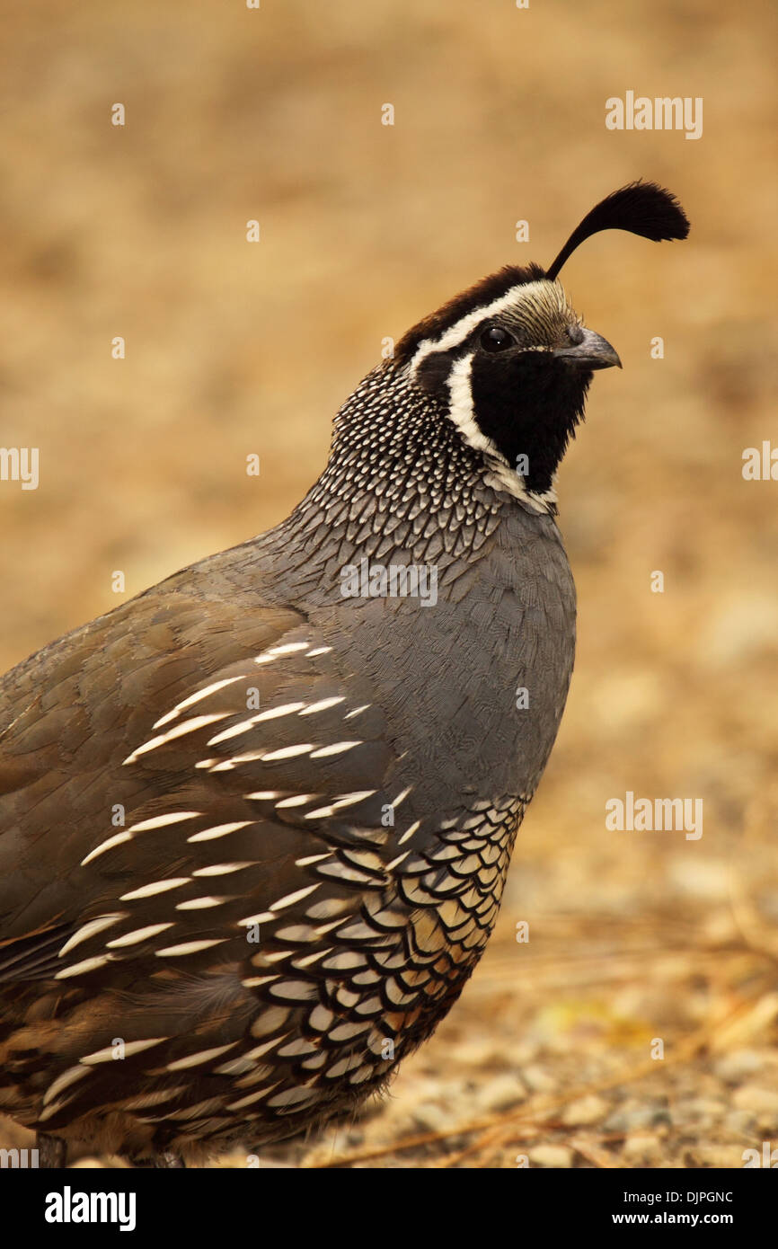 A male California Quail looking up Stock Photo - Alamy