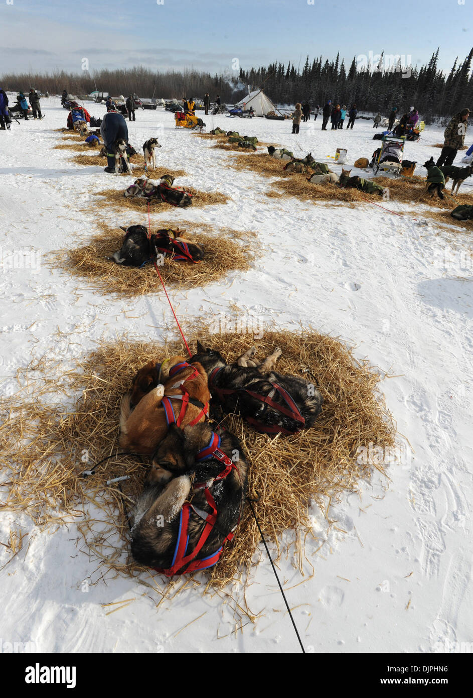 Mar 09, 2010 - Nikolai, Alaska, USA - SEBASTIAN SCHNUELLE 's dogs rest ...