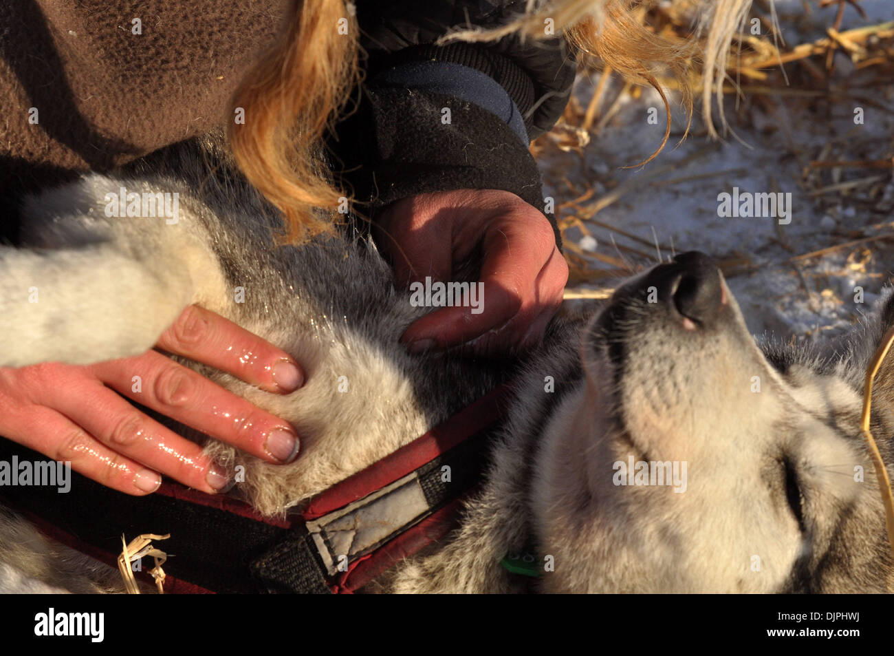 Mar 13, 2010 - Ruby, Alaska, USA - KRISTY BERINGTON rubs Algyval on her ...
