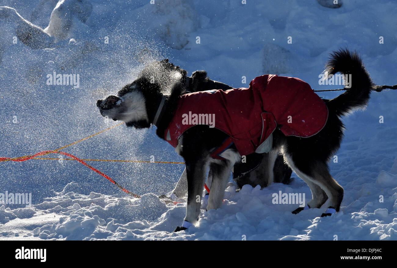 Mar 14, 2010 - Unalakleet, Alaska, USA - One of the team dogs on Ray ...