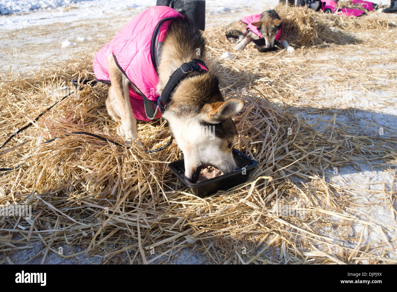 Mar 15, 2010 - Shaktoolik, Alaska, USA - Veteran Iditarod musher Dee ...