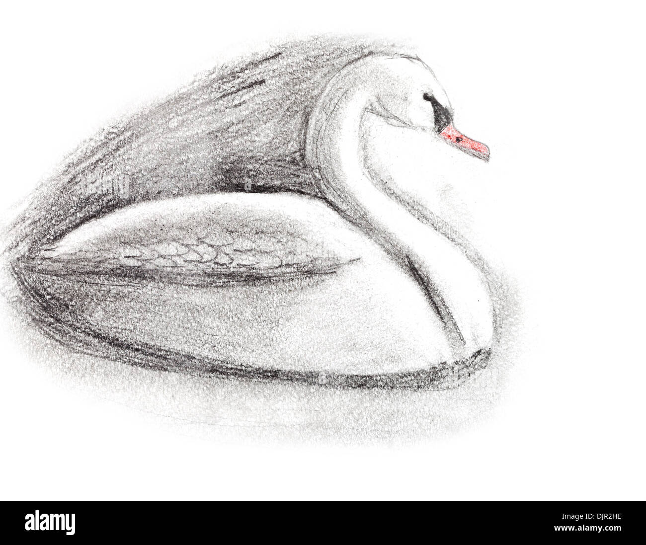 Swan Pencil Drawing