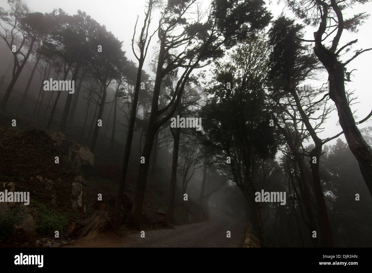 View of the beautiful forest park area of Sintra, Portugal Stock Photo ...