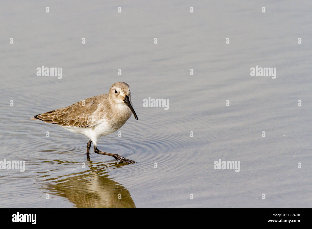 Sandpiper family hi-res stock photography and images - Alamy