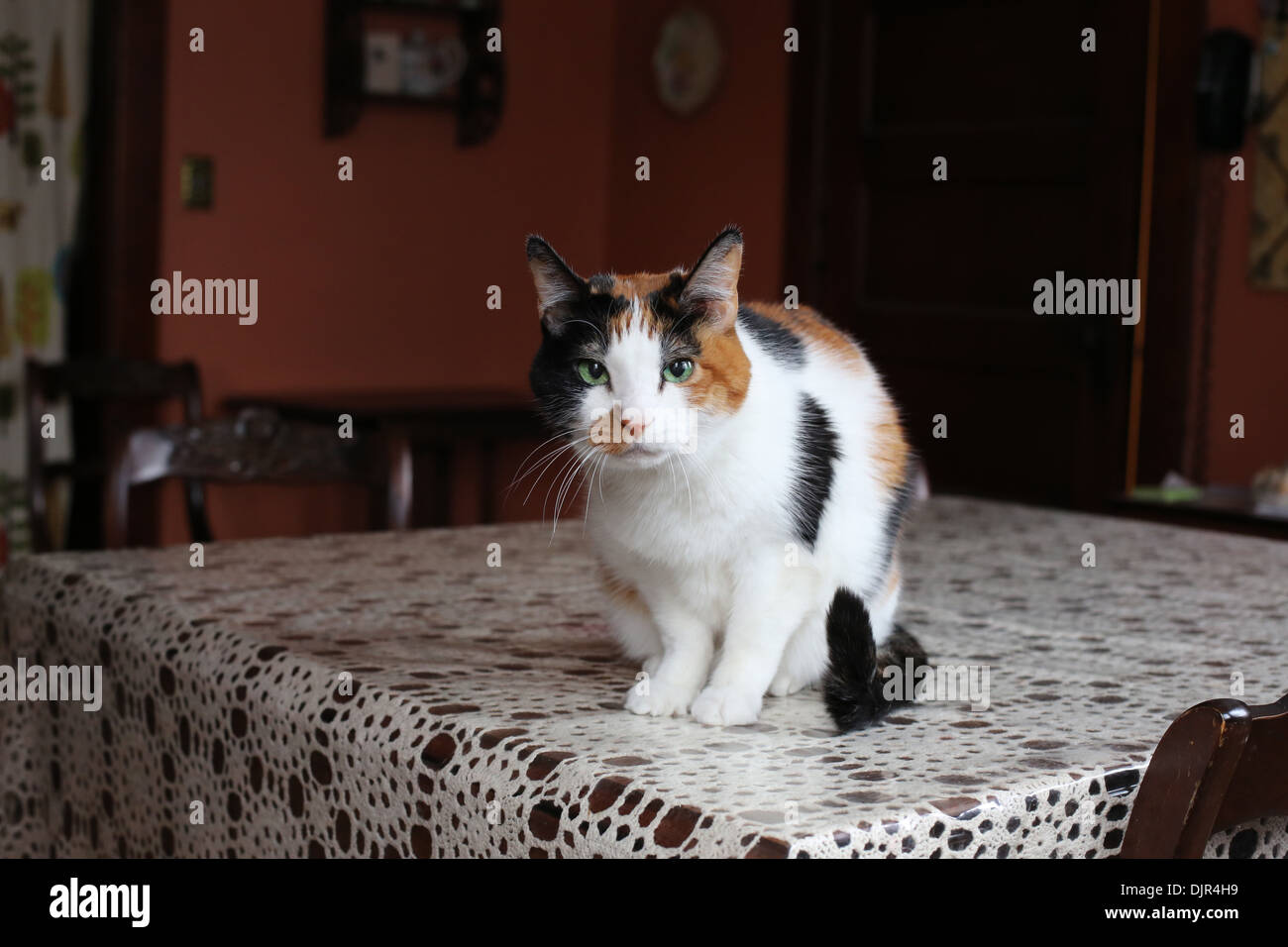 Table behavior hi-res stock photography and images - Alamy