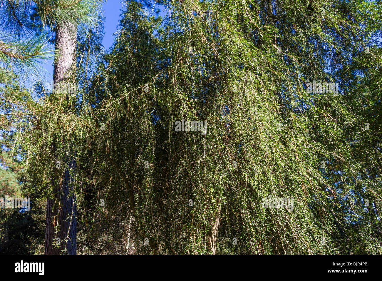 Weeping yaupon holly hi-res stock photography and images - Alamy