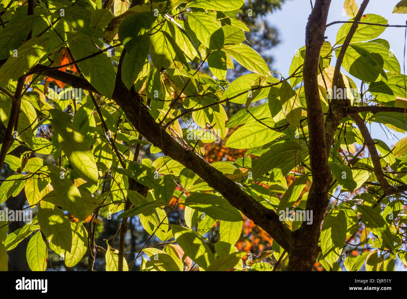 Viburnum nudum winterthur hi-res stock photography and images - Alamy