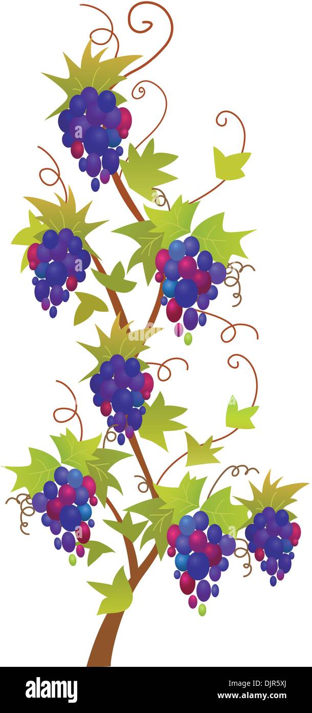 Grapevine border hi-res stock photography and images - Alamy