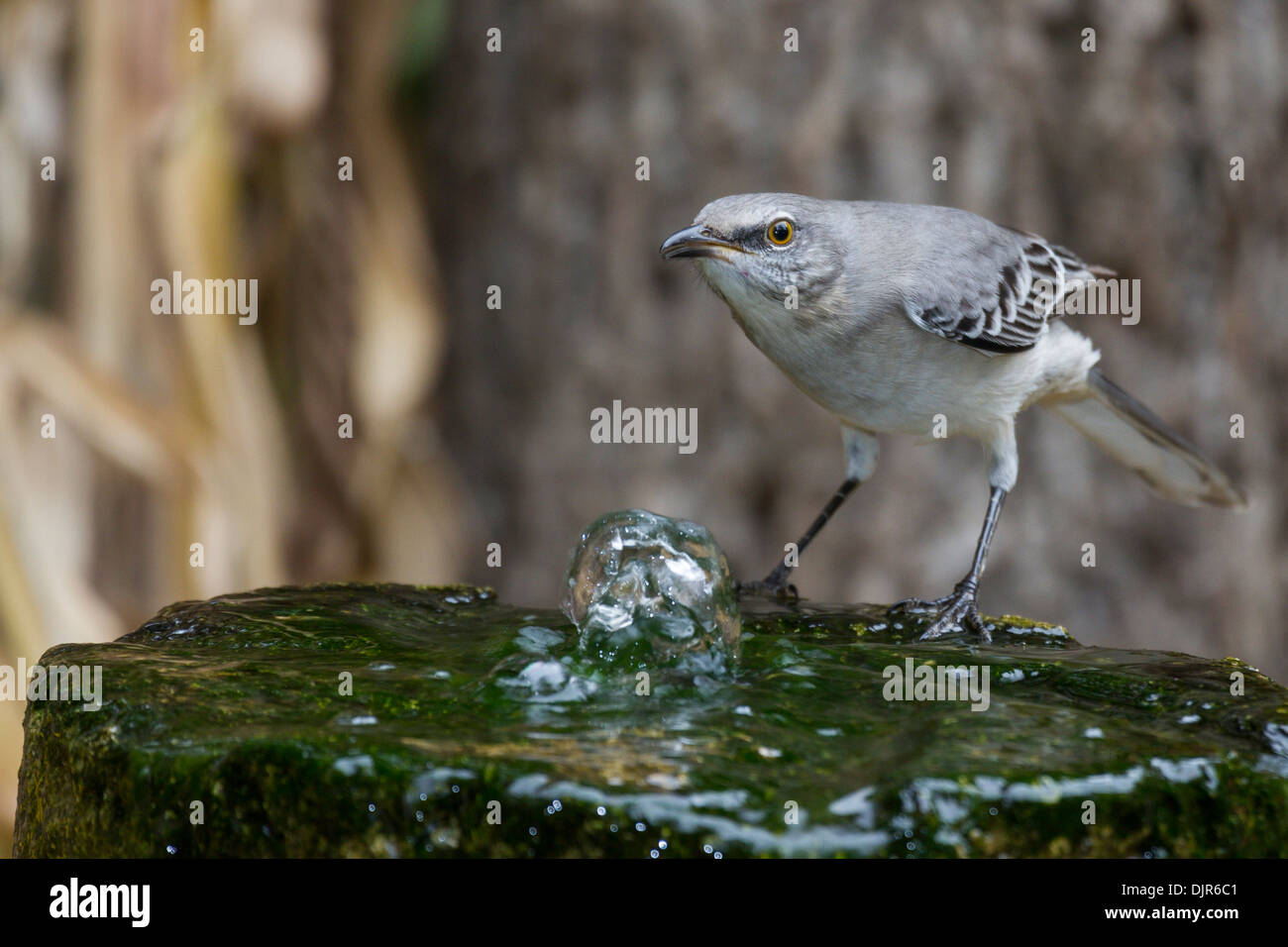 Northern Mockingbird, Mimus polyglottos, at water fountain in ...
