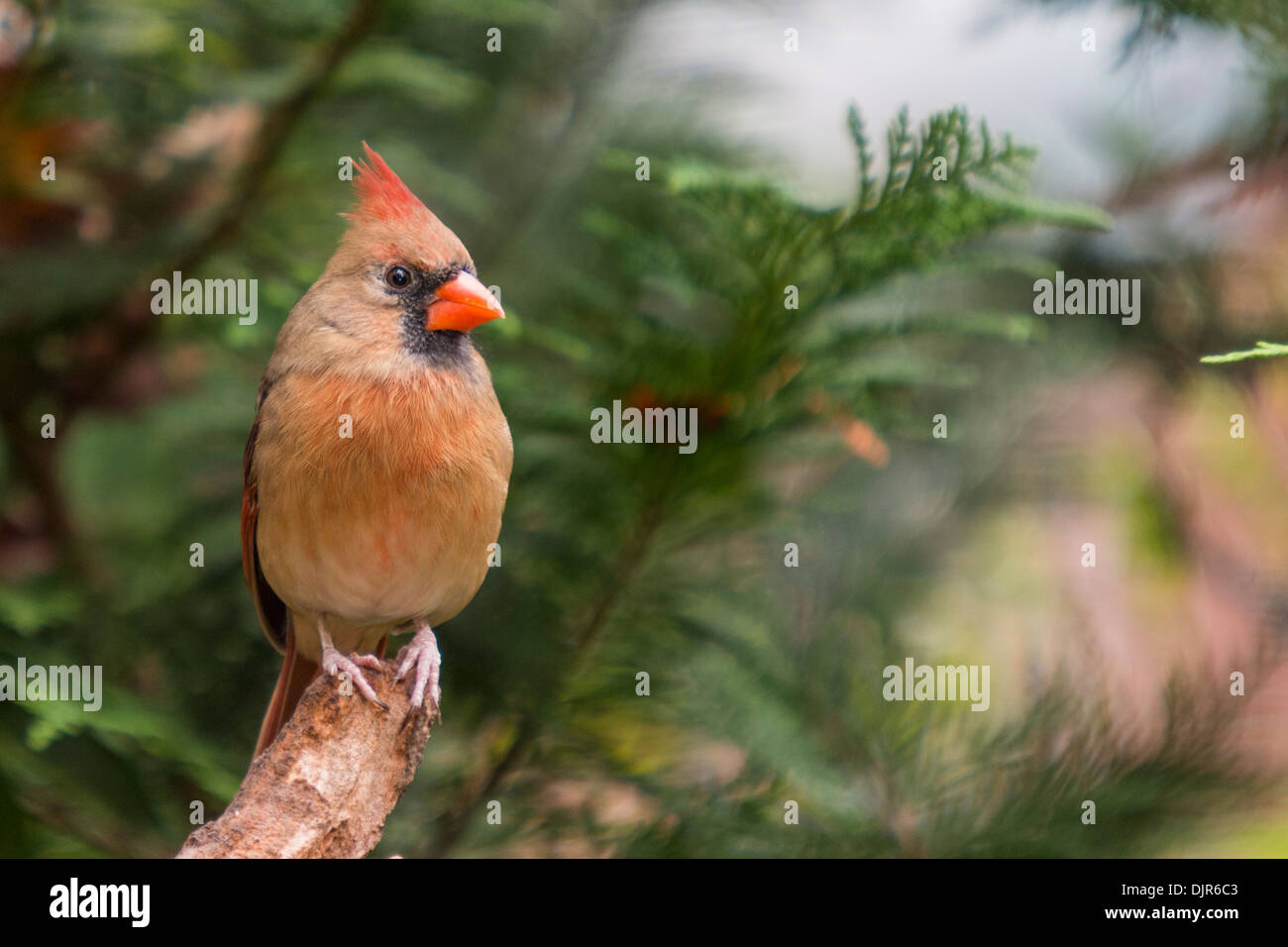 Common cardinal hi-res stock photography and images - Alamy