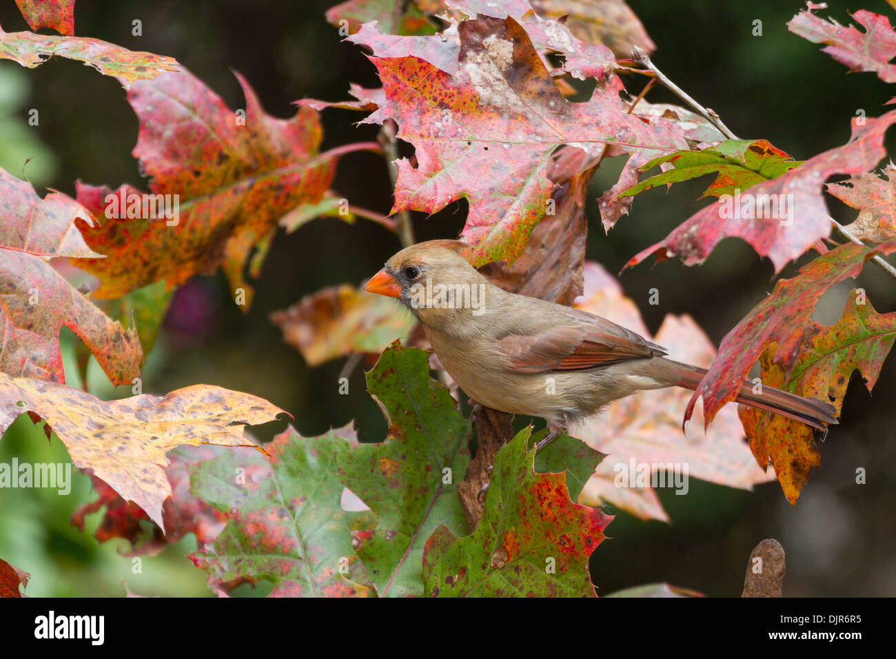 Female Northern Cardinal, Cardinalis cardinalis, in autumn in ...