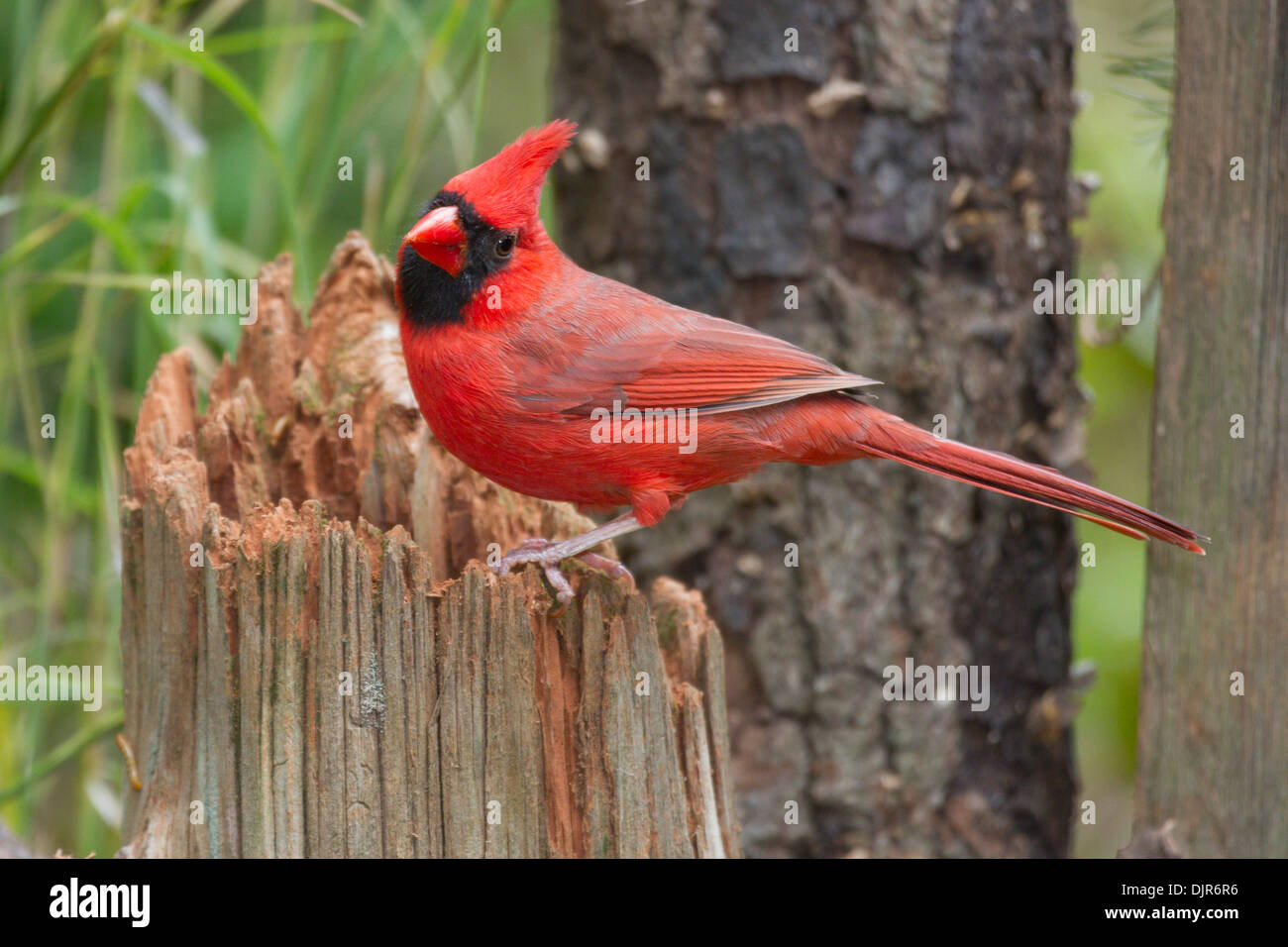 Male Northern Cardinal, Cardinalis cardinalis, in autumn in ...