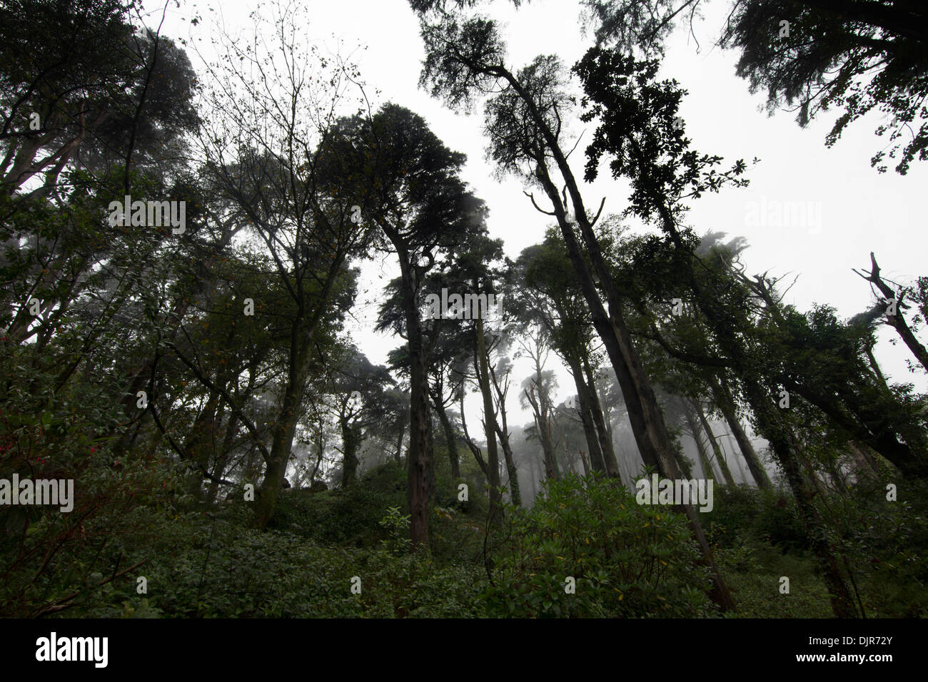 View of the beautiful forest park area of Sintra, Portugal Stock Photo ...