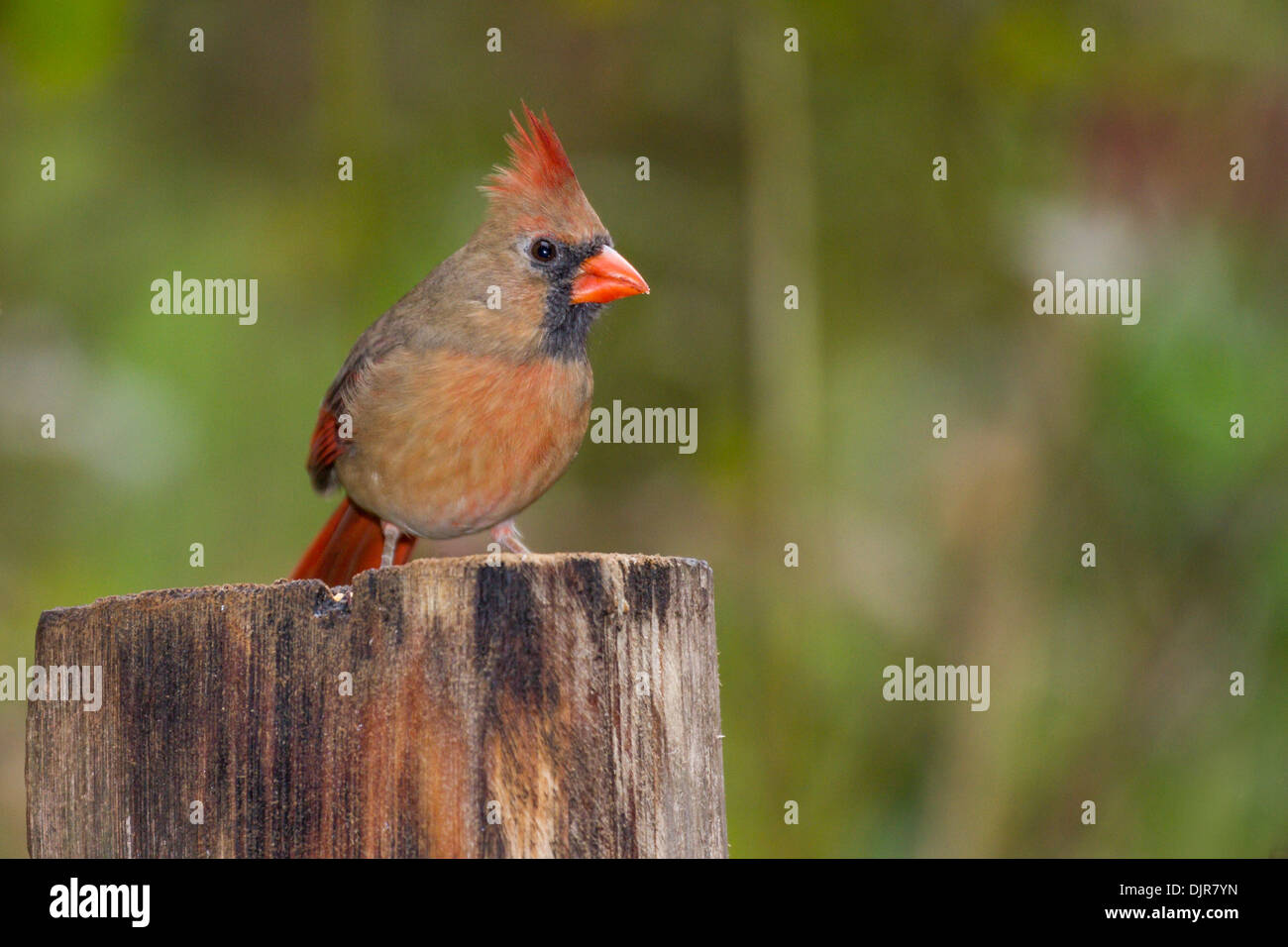 Female Northern Cardinal, Cardinalis cardinalis, in autumn in ...