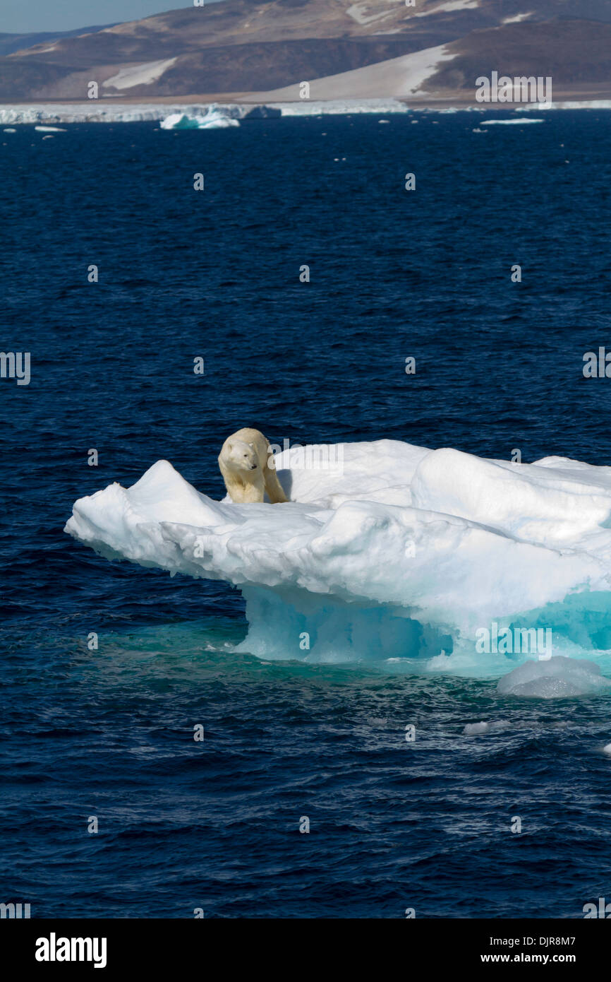 Polar bear on iceberg near the coast of Greenland Stock Photo - Alamy