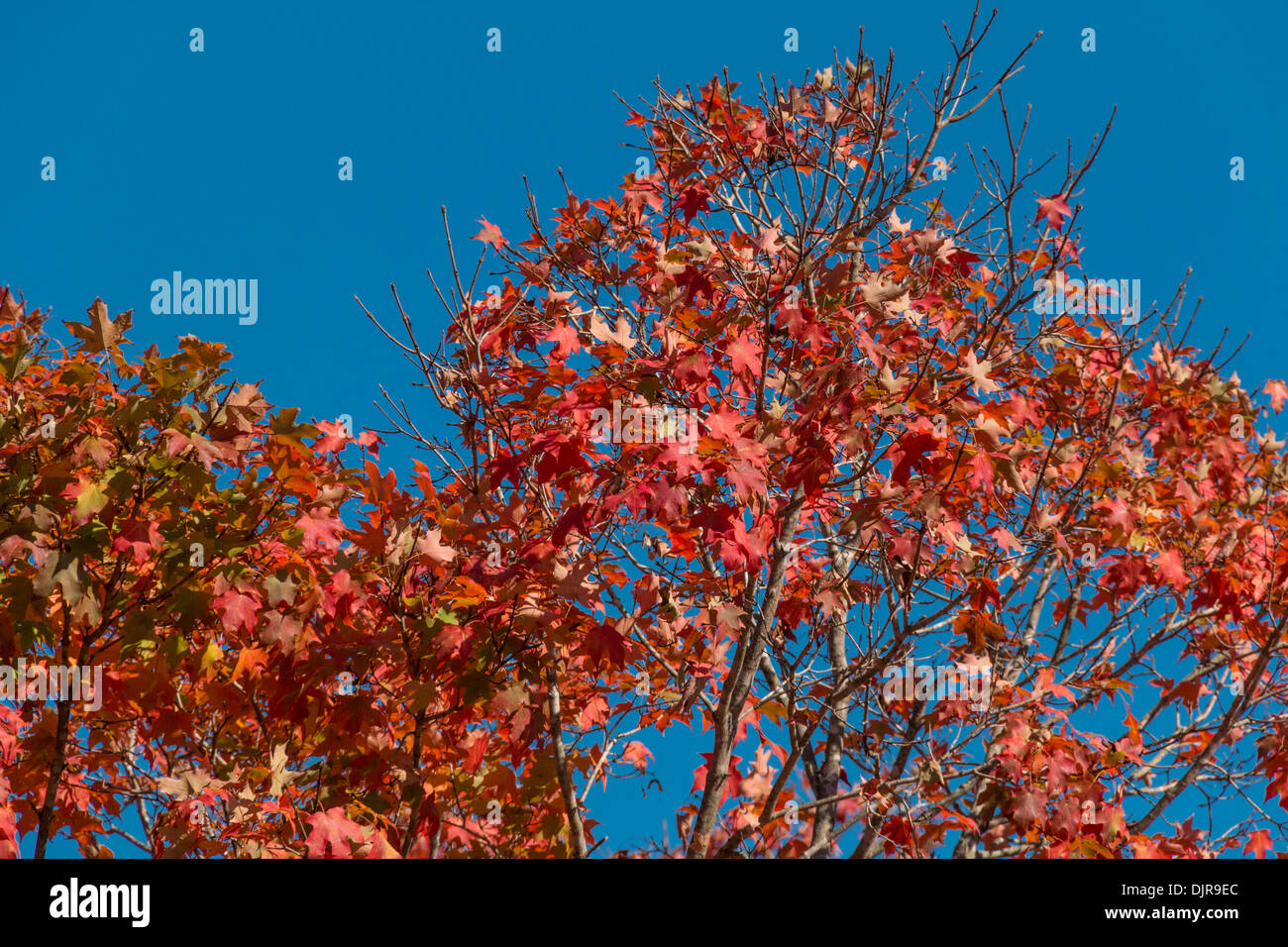 Fall color in Maple tree in Colonial Williamsburg Historic District in ...