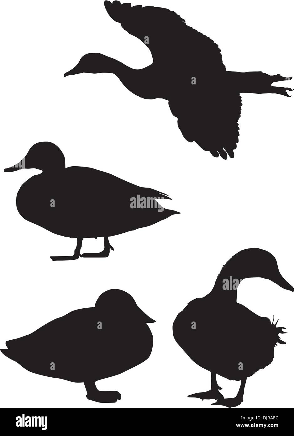 Mallard duck standing Stock Vector Images - Alamy