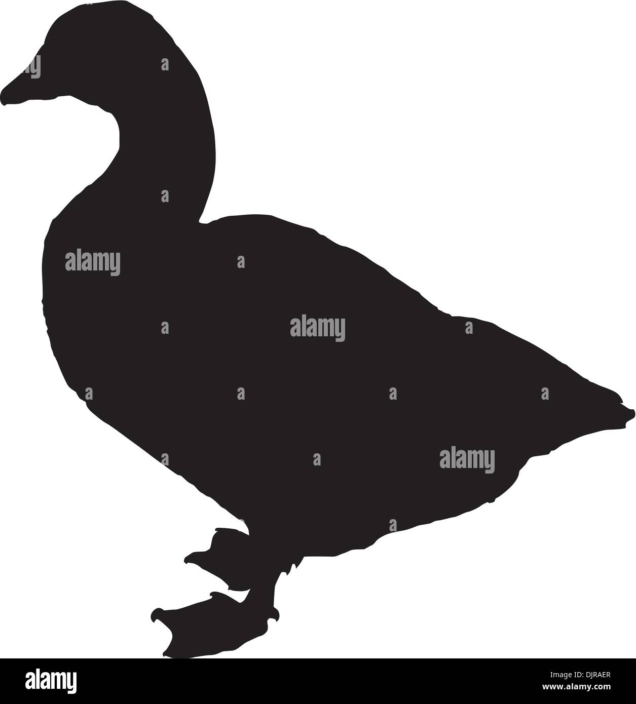 Canada goose Cut Out Stock Images & Pictures - Alamy