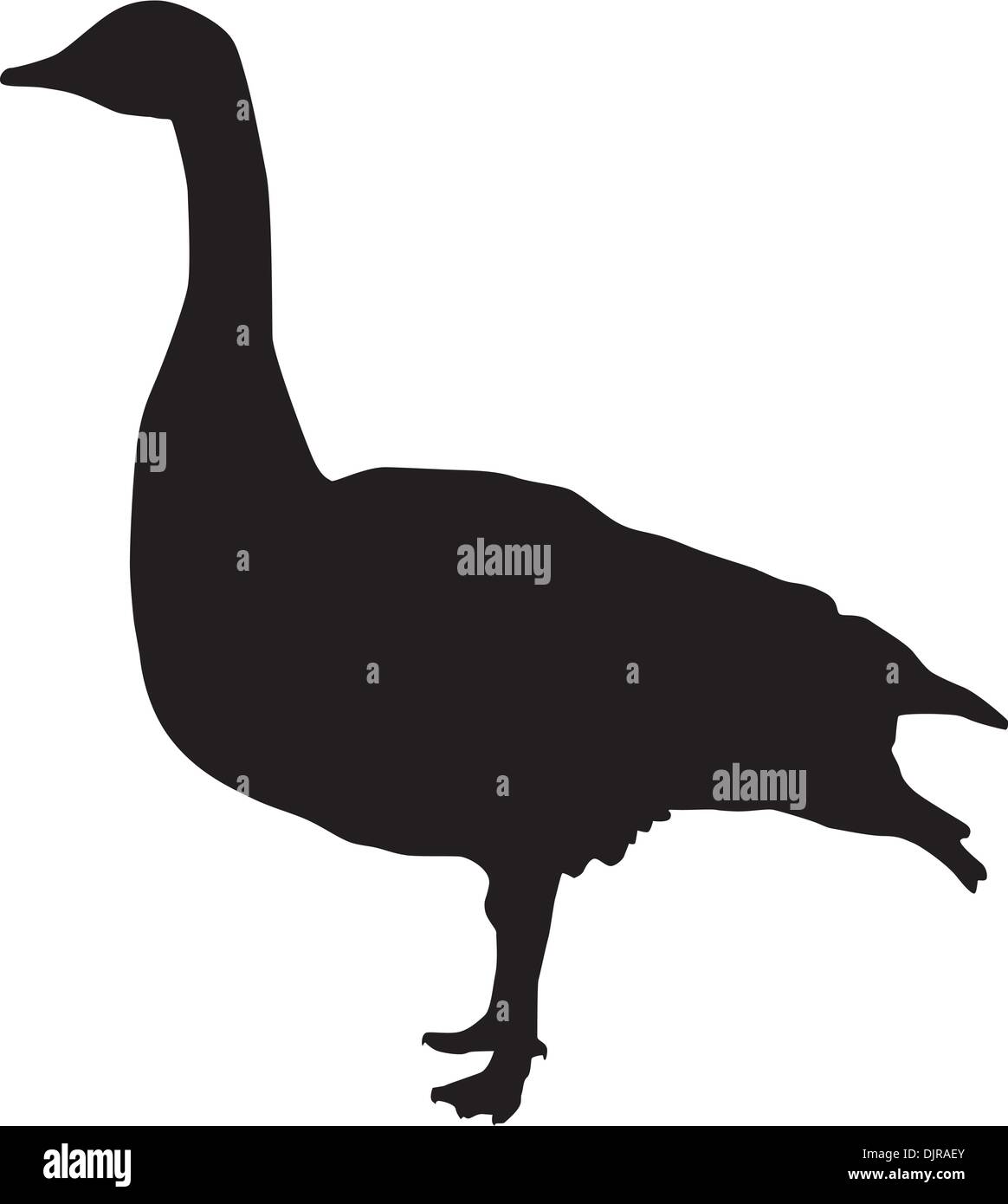 Wild canadian geese silhouette standing hi-res stock photography and ...