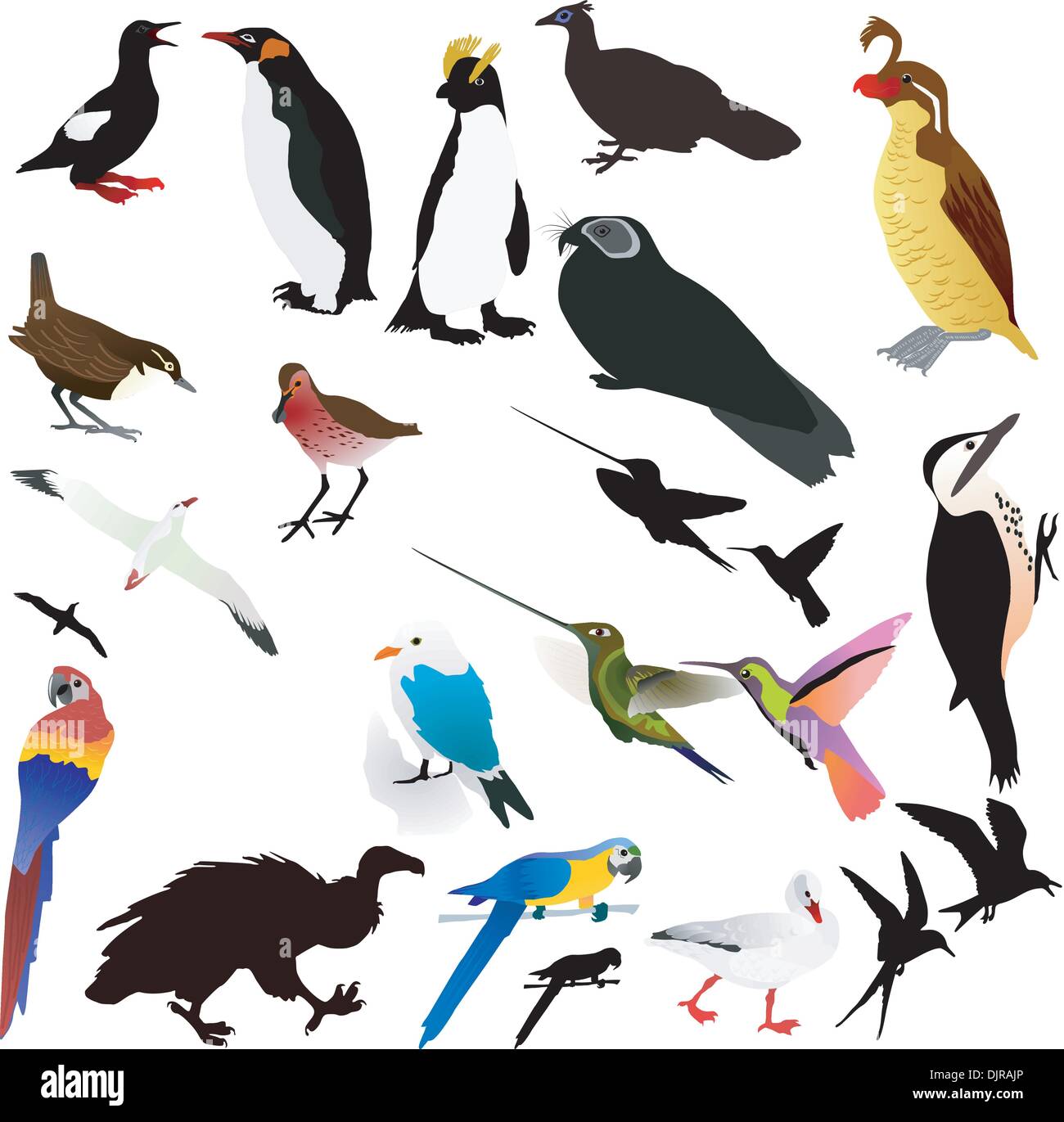 Vector collection of birds Stock Vector Image & Art - Alamy
