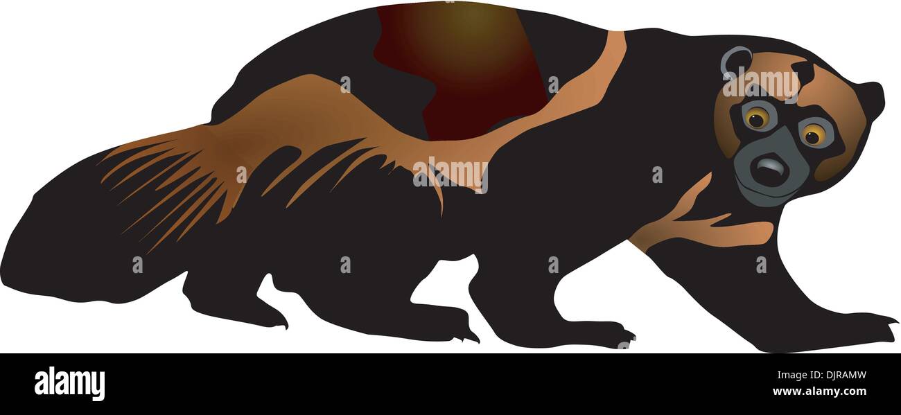Vector illustration of wolverine Stock Vector Image & Art - Alamy