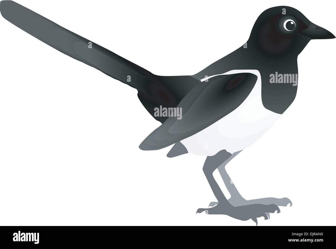 Vector image of magpie Stock Vector Image & Art - Alamy