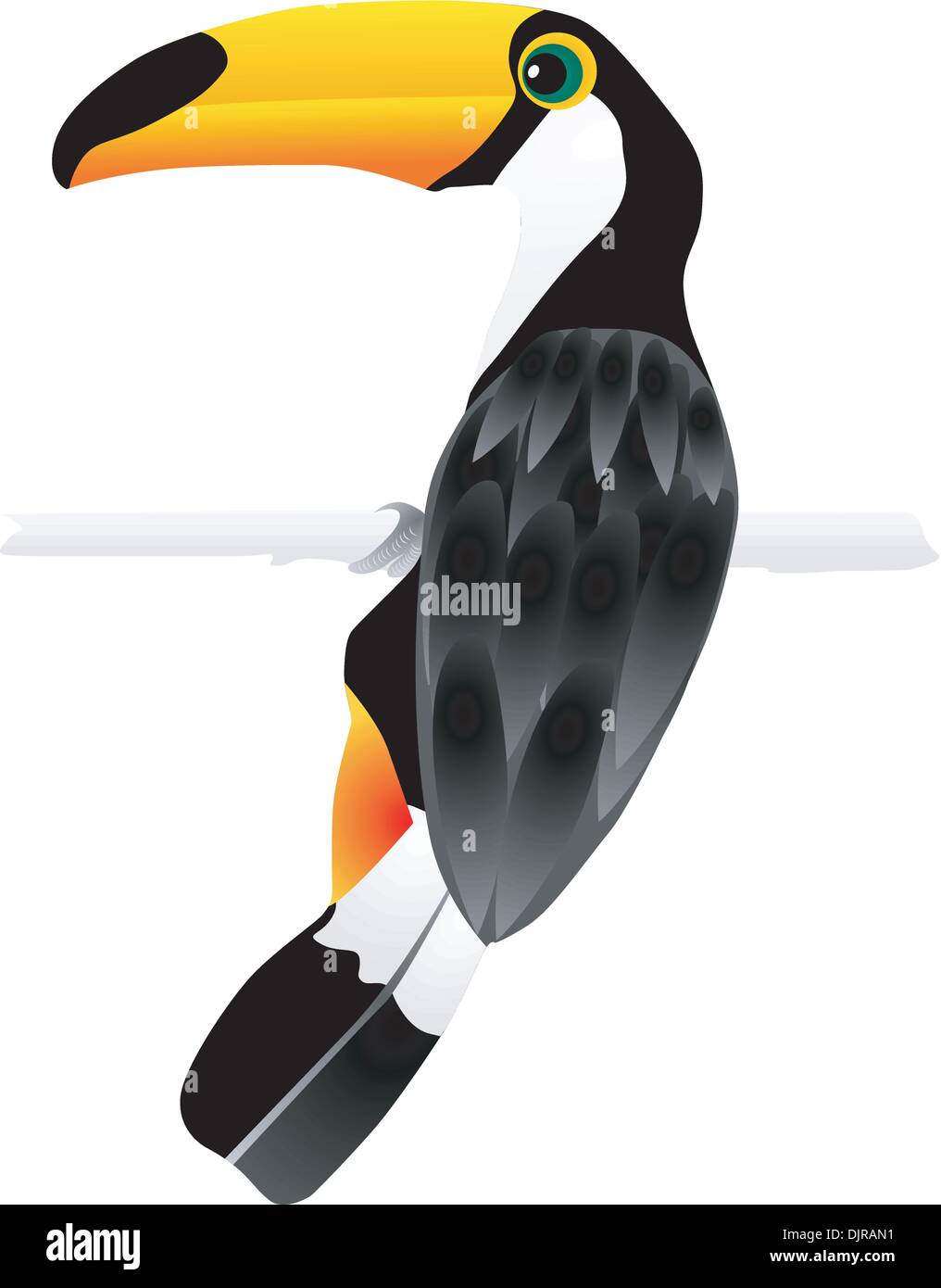 Vector image of toucan Stock Vector Image & Art - Alamy