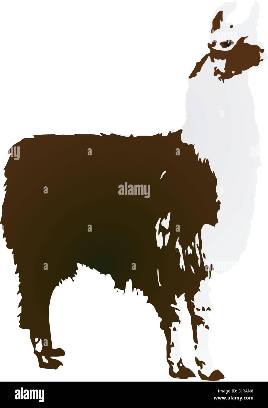 Vector image Llama Stock Vector Image & Art - Alamy
