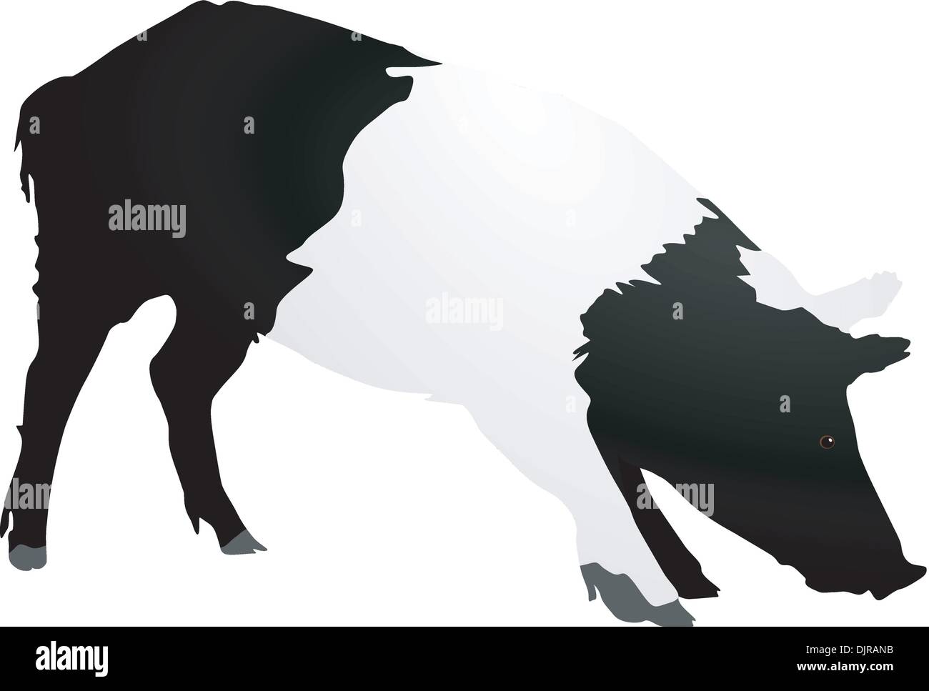 Real pigs Stock Vector Images - Alamy