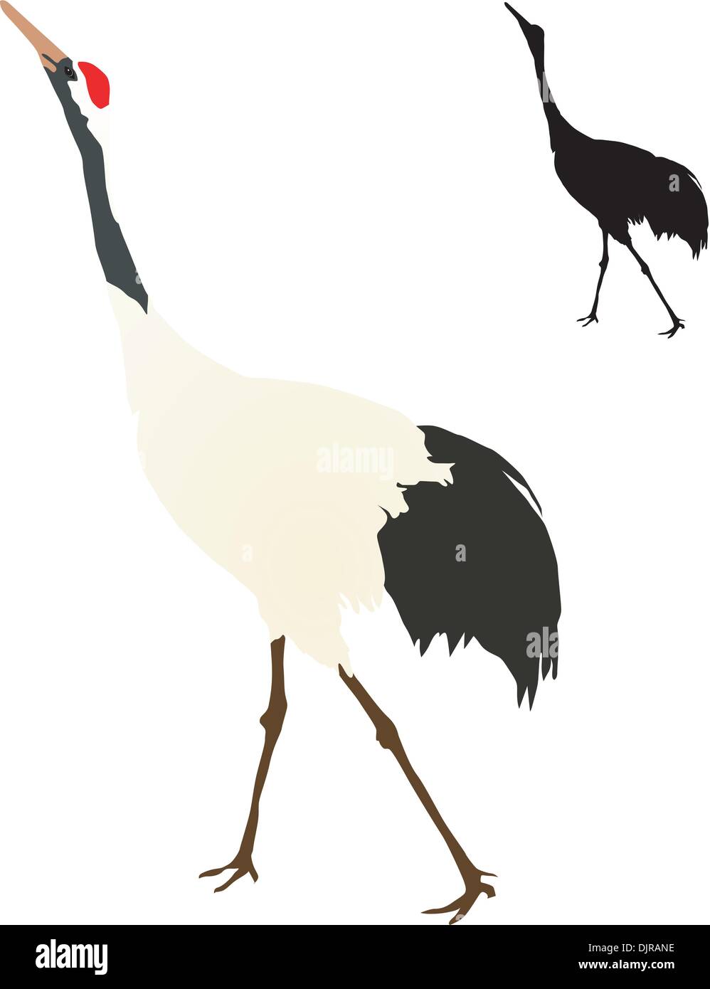 Crane fly wings Stock Vector Images - Alamy