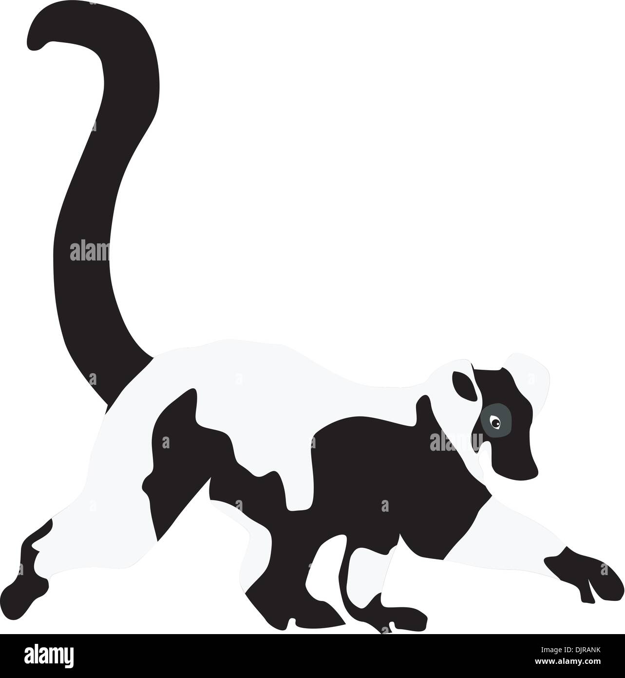 Vector illustration of lemur Stock Vector Image & Art - Alamy