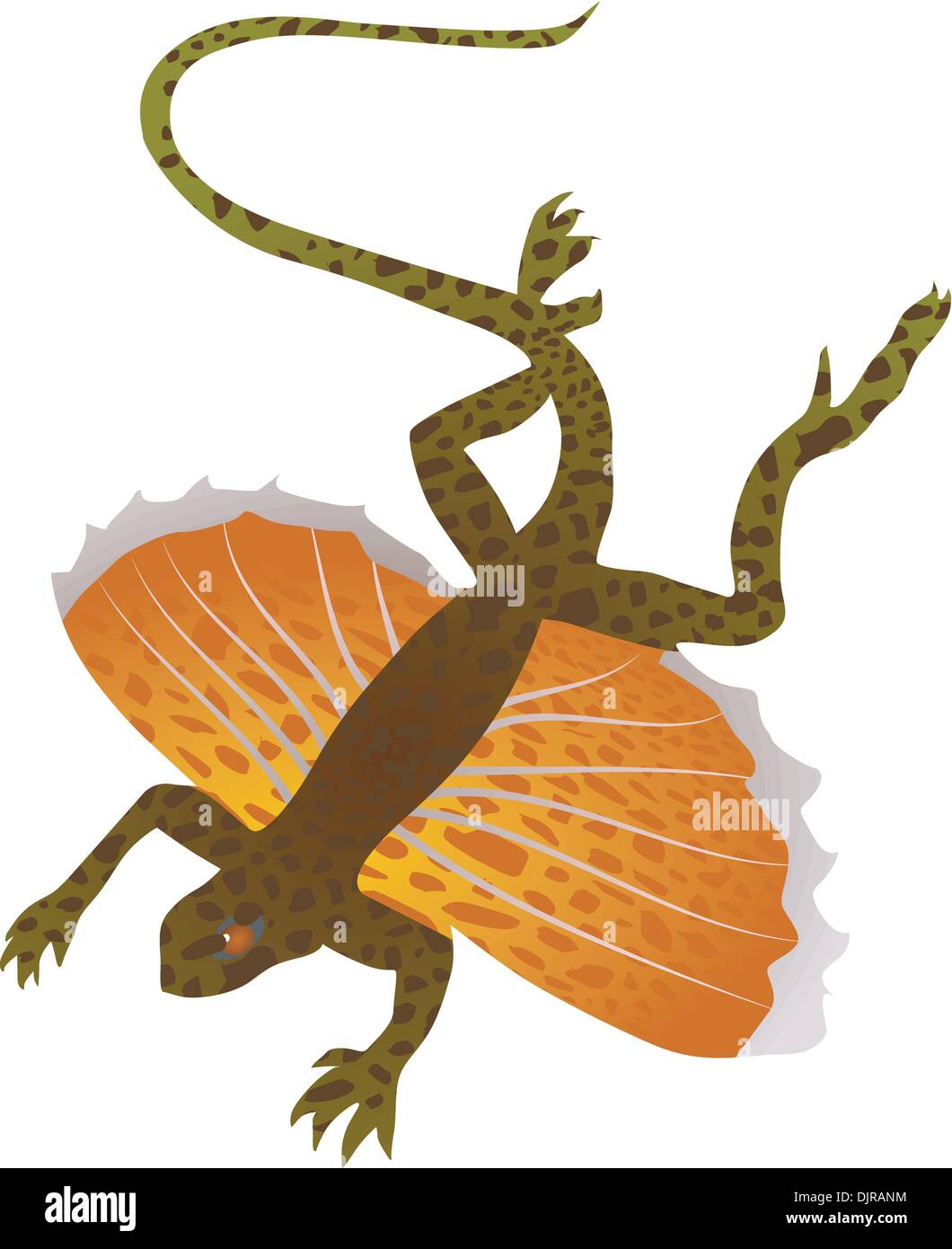 Trachinus radiatus Stock Vector Images - Alamy