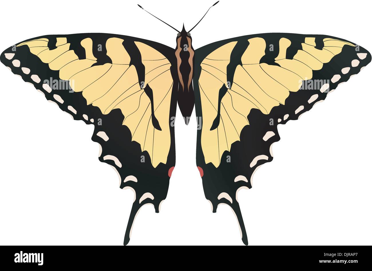 beautiful vector butterfly Stock Vector Image & Art - Alamy