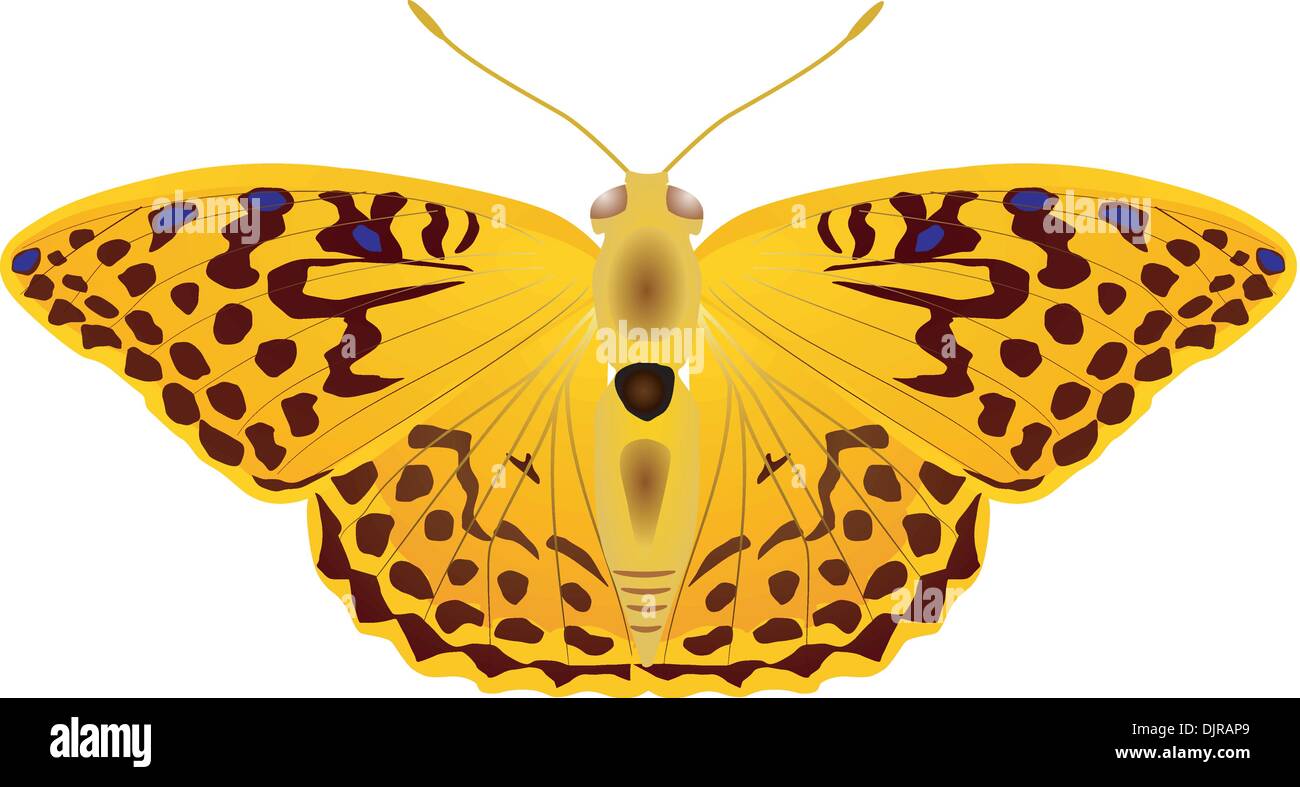 color vector butterfly Stock Vector Image & Art - Alamy