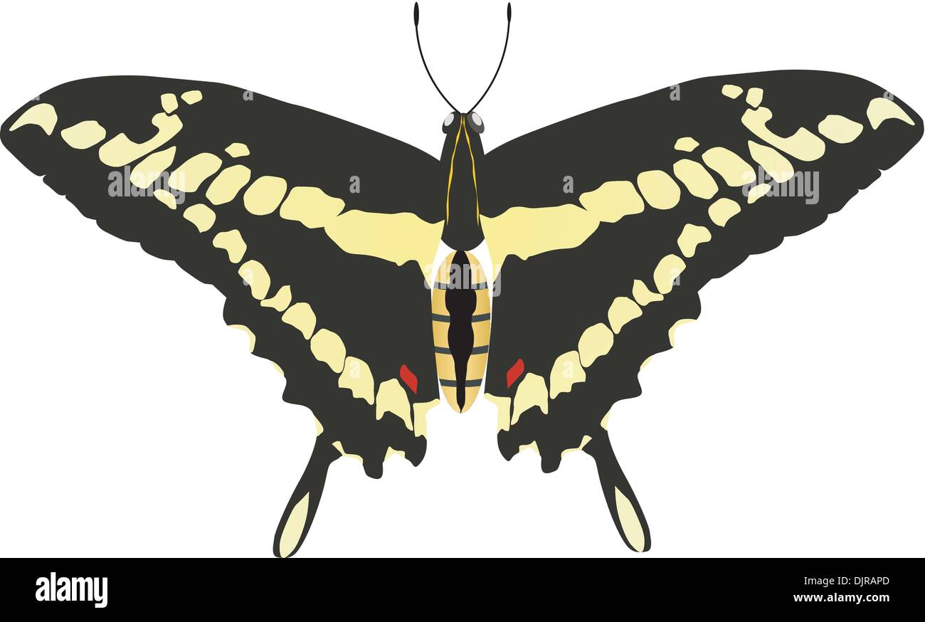 Papilio beauty Stock Vector Images - Alamy
