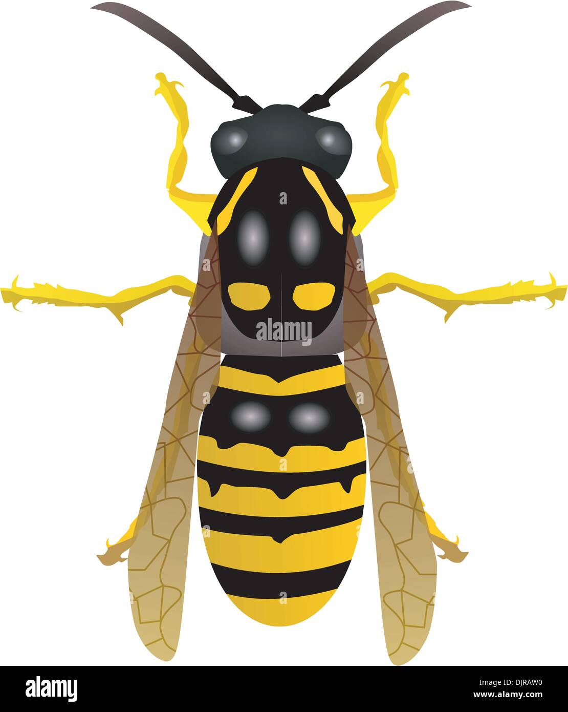 Wasp yellow jacket Stock Vector Images - Alamy